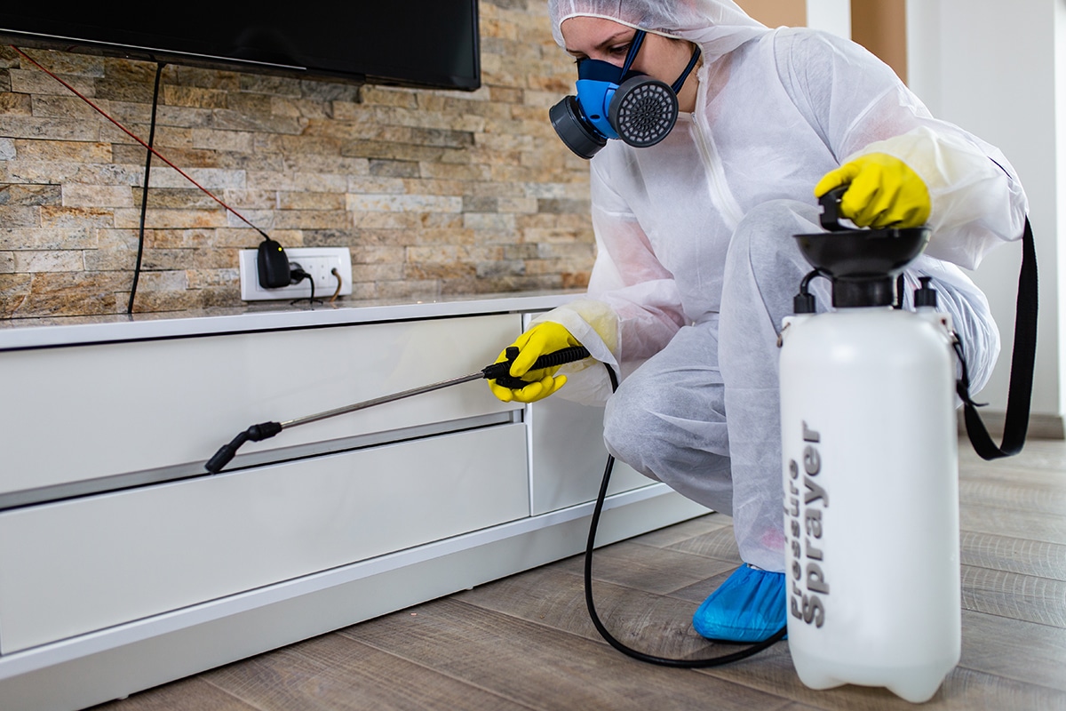 The Top 5 Common Household Pests and How to Prevent Them - Rid All ...